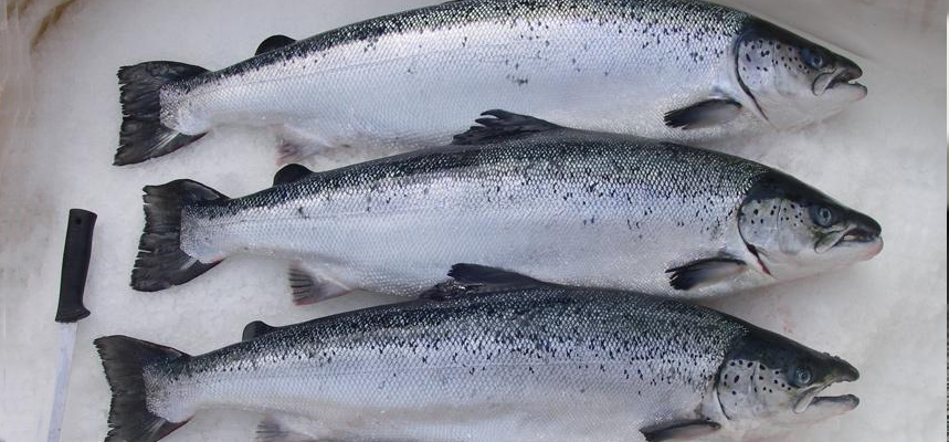Glenarm Organic Salmon